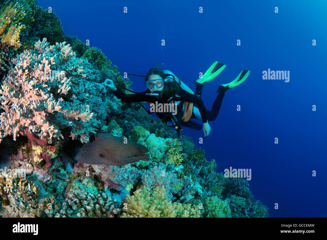Red Sea, Egypt. 3rd Mar, 2016. Female scuba diver at Giant moray ...