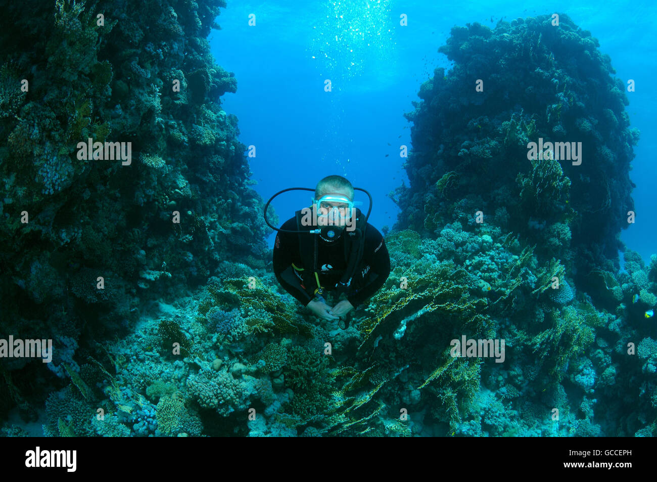 Red Sea, Egypt. 3rd Mar, 2016. Male scuba diver with a coral reef ...