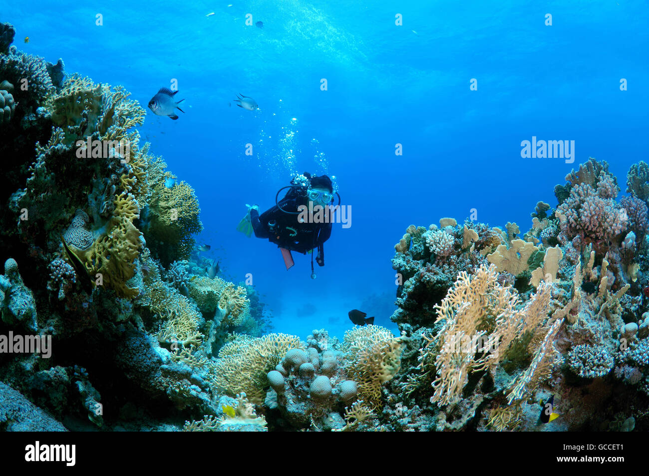 March 3, 2016 - Red Sea, Egypt - Female scuba diver with a coral reef ...