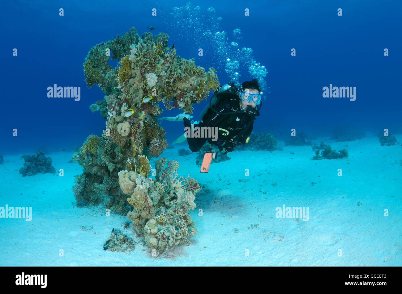 March 3, 2016 - Red Sea, Egypt - Female scuba diver with a coral reef ...