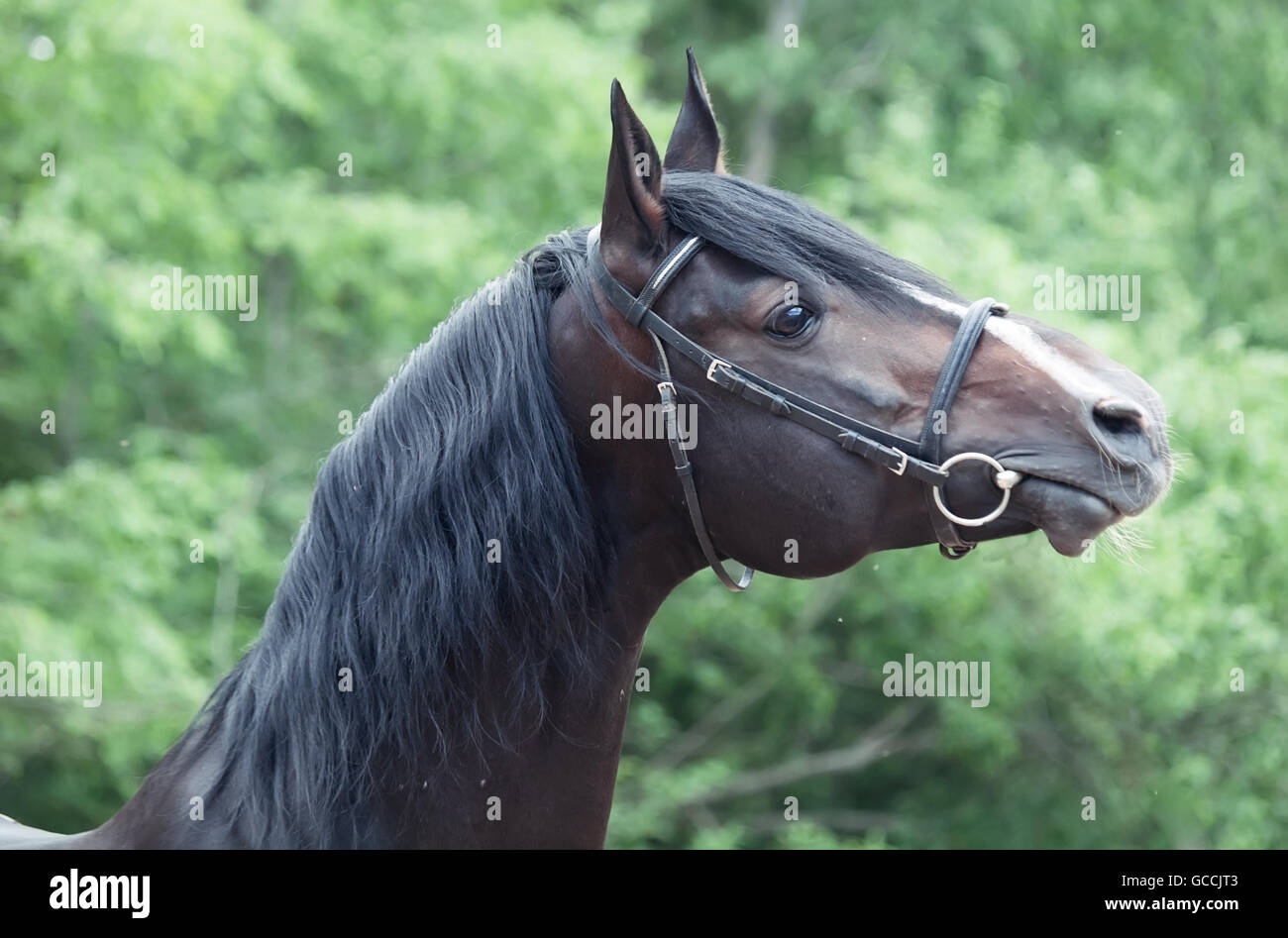 Thoroughbred breed hi-res stock photography and images - Alamy