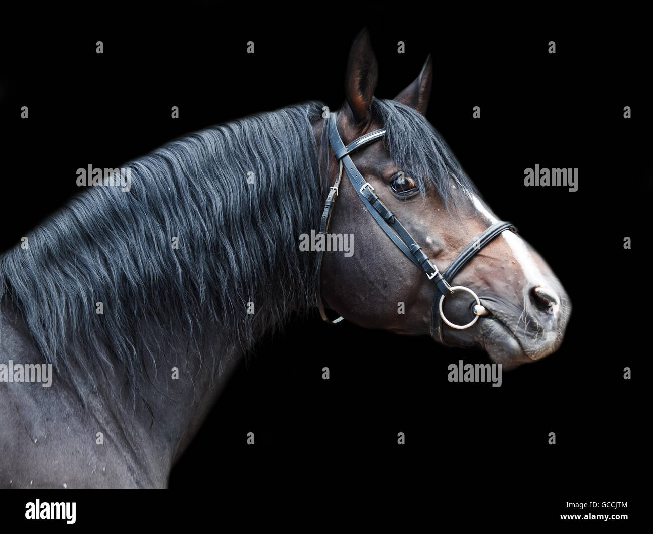 Thoroughbred breed hi-res stock photography and images - Alamy