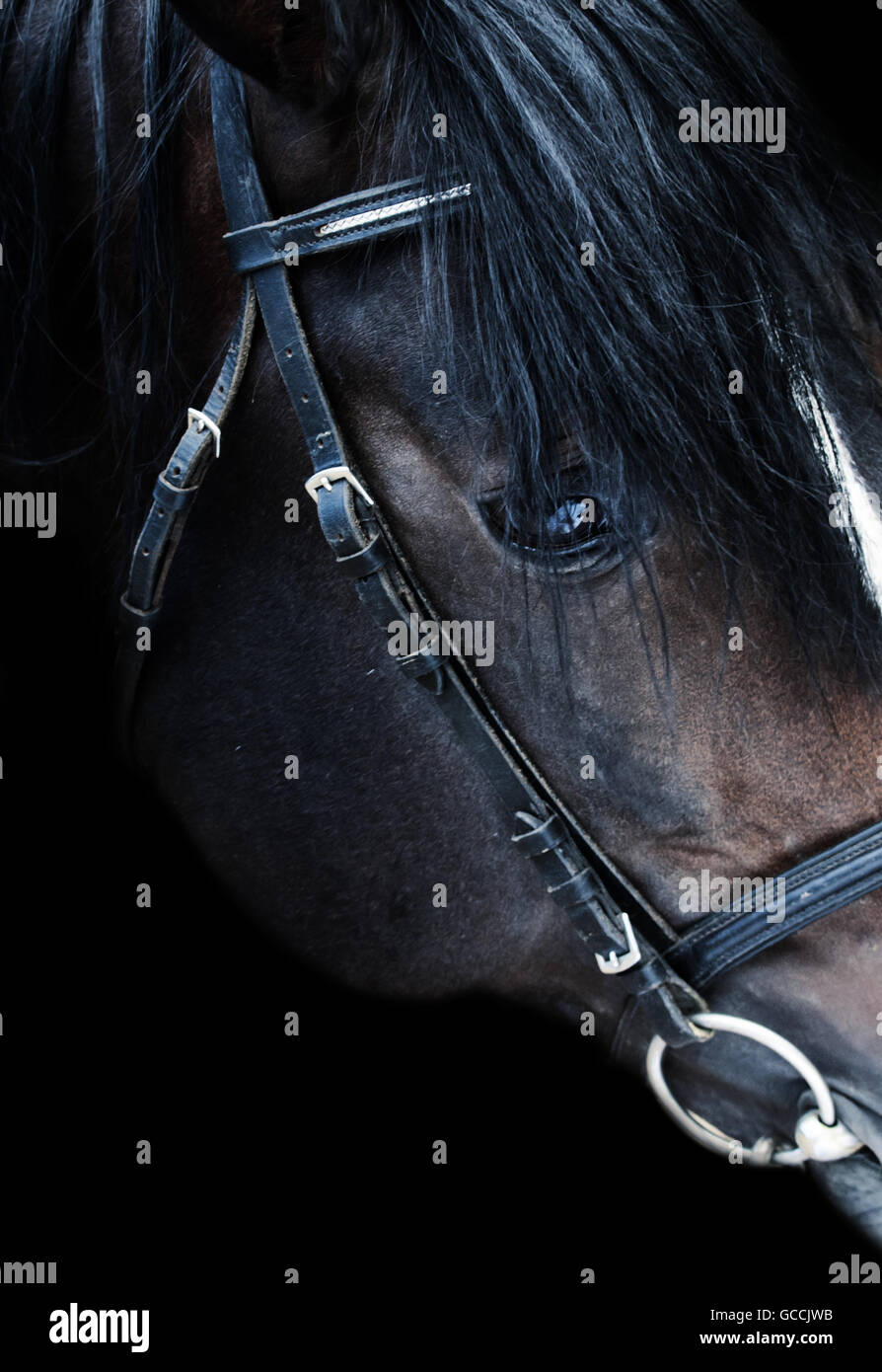 Horse Face Close Up Stock Photos & Horse Face Close Up Stock Images - Alamy