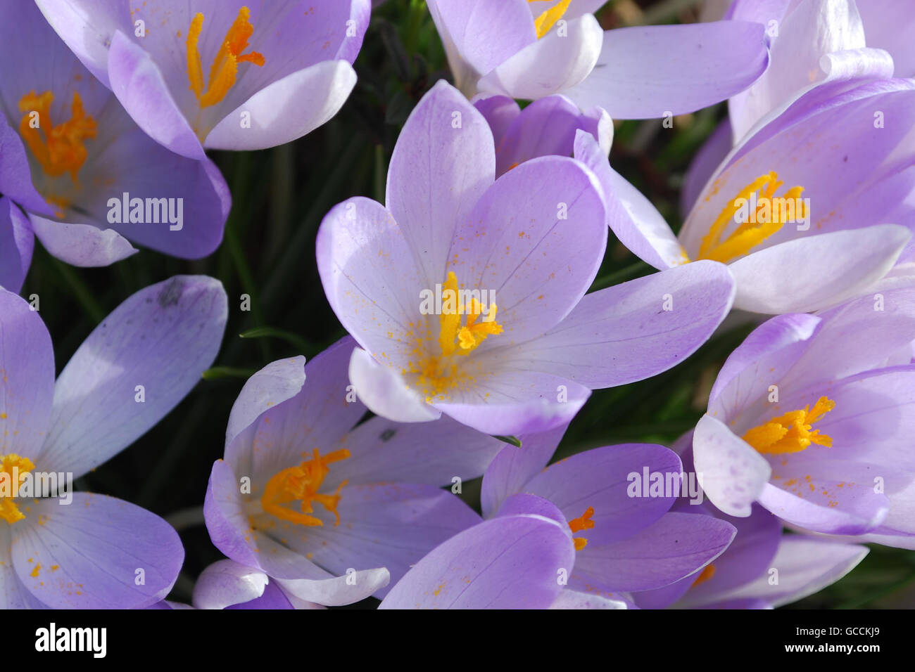 Close up of purple crocus vernus growing in the arboretum hi-res stock ...