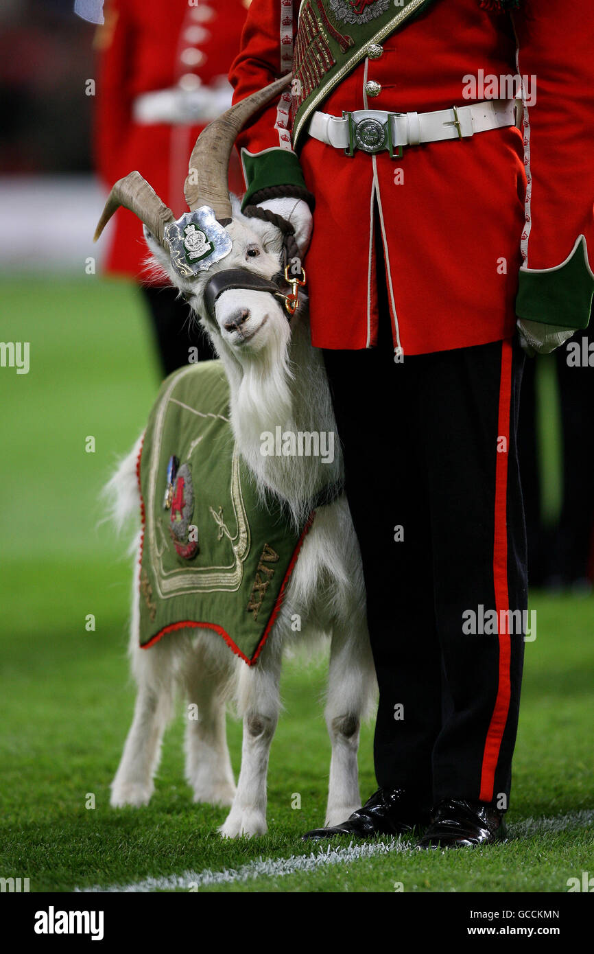 Royal regiment of wales goat hi-res stock photography and images - Alamy