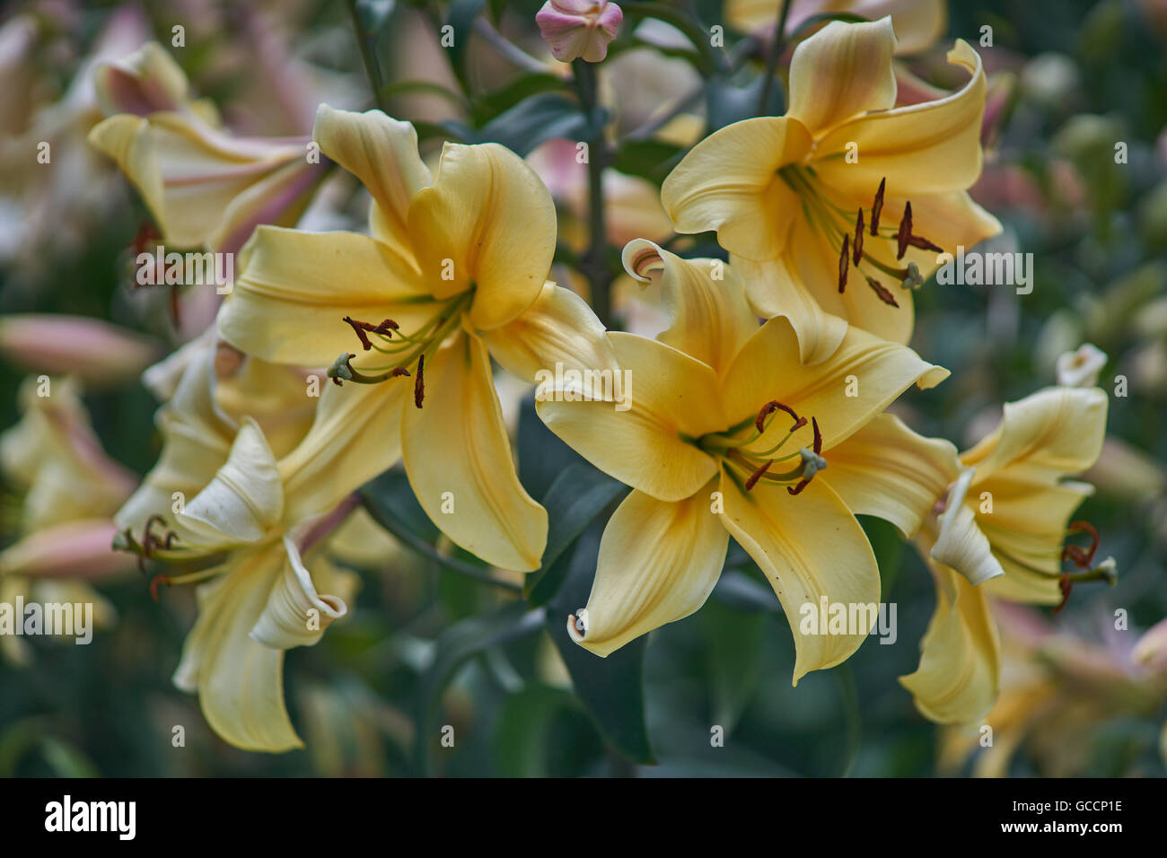 Cluster lily hi-res stock photography and images - Alamy