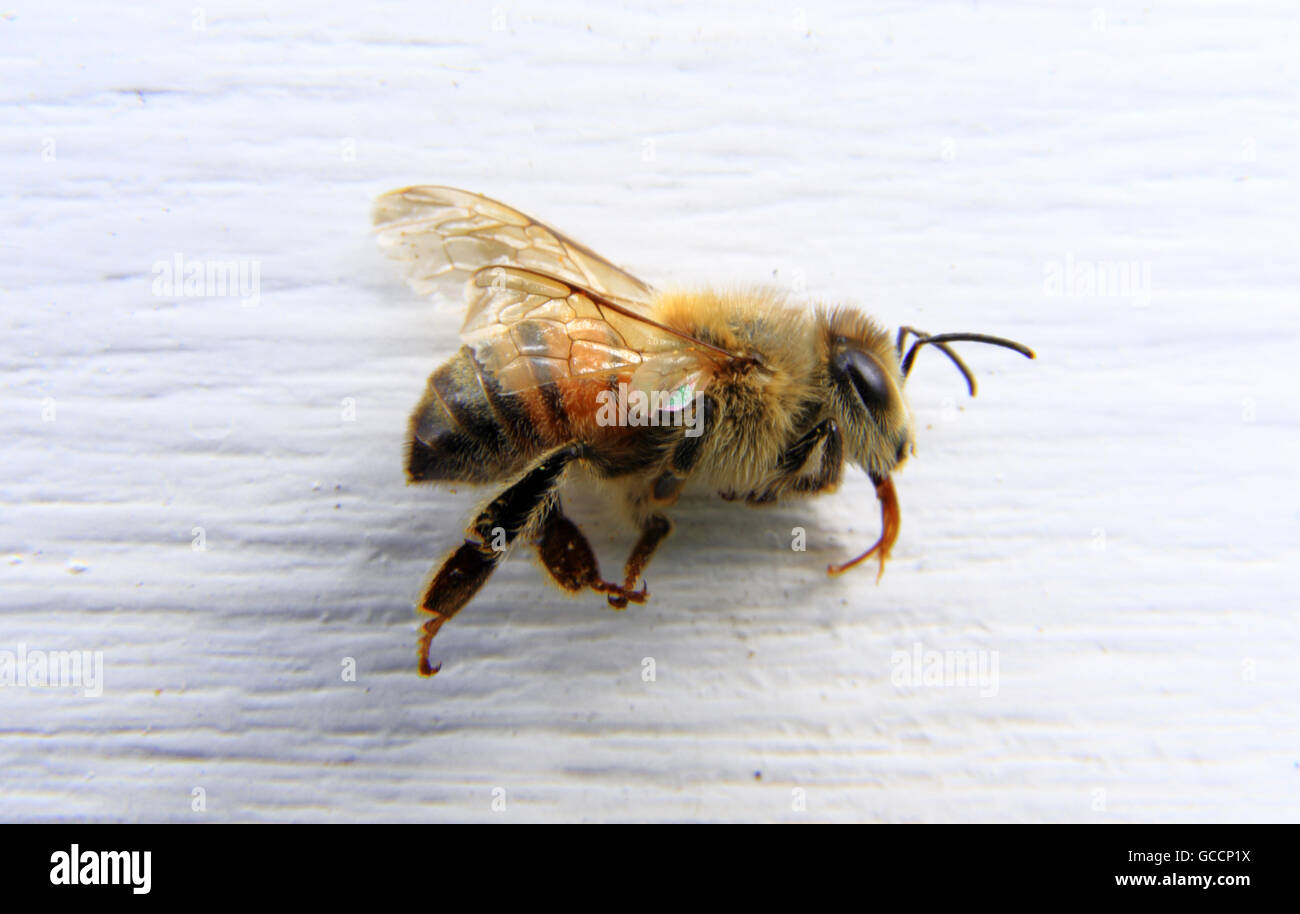 closeup of a bee with white background Stock Photo - Alamy