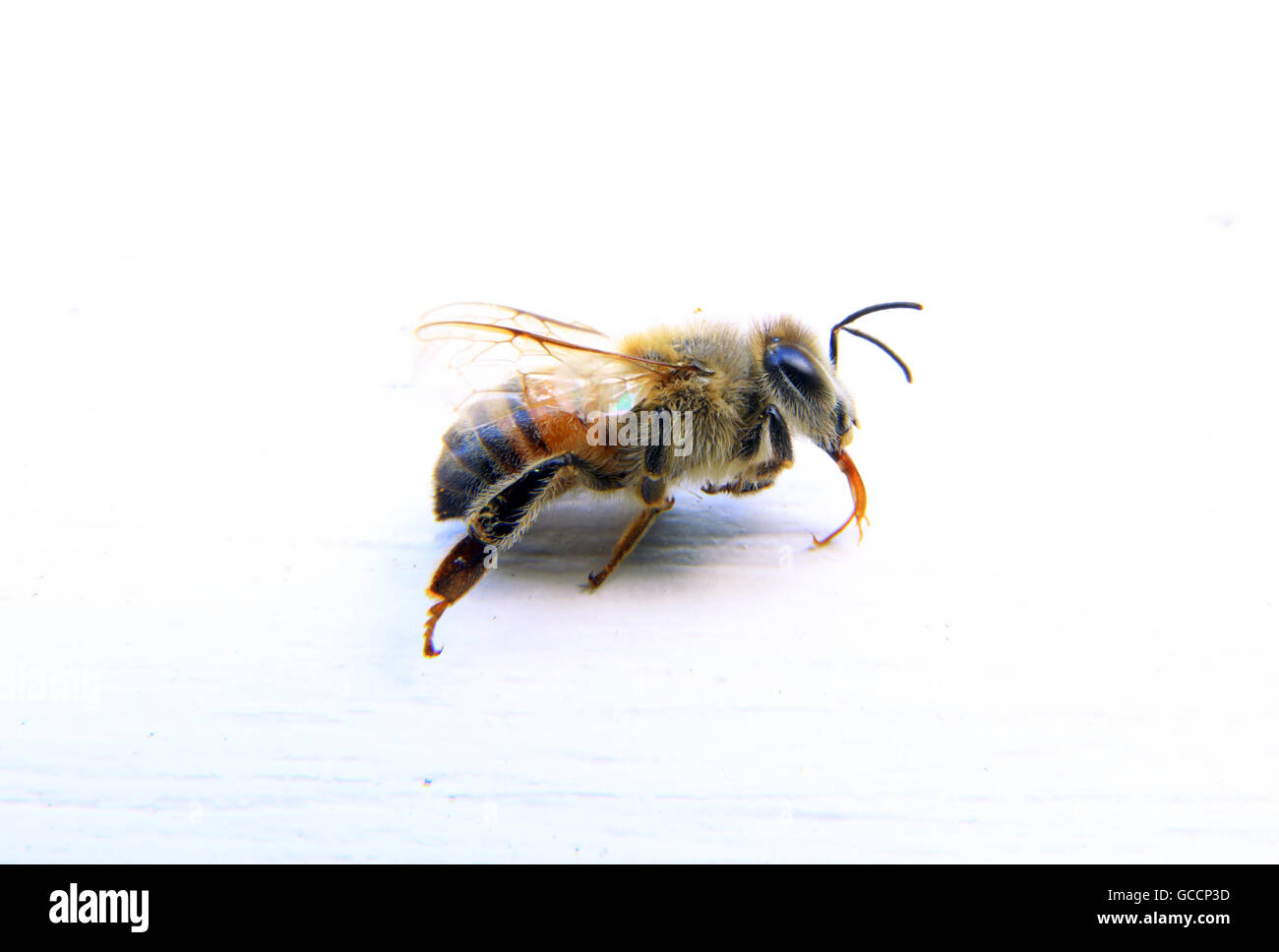 closeup of a bee with white background Stock Photo - Alamy