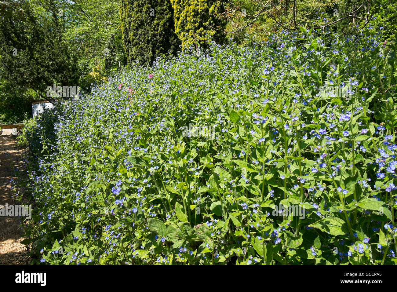 Blue flowers around the Japanese Garden at The Peto Garden at Iford ...