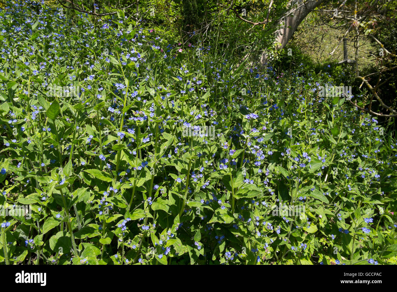 Blue flowers around the Japanese Garden at The Peto Garden at Iford ...