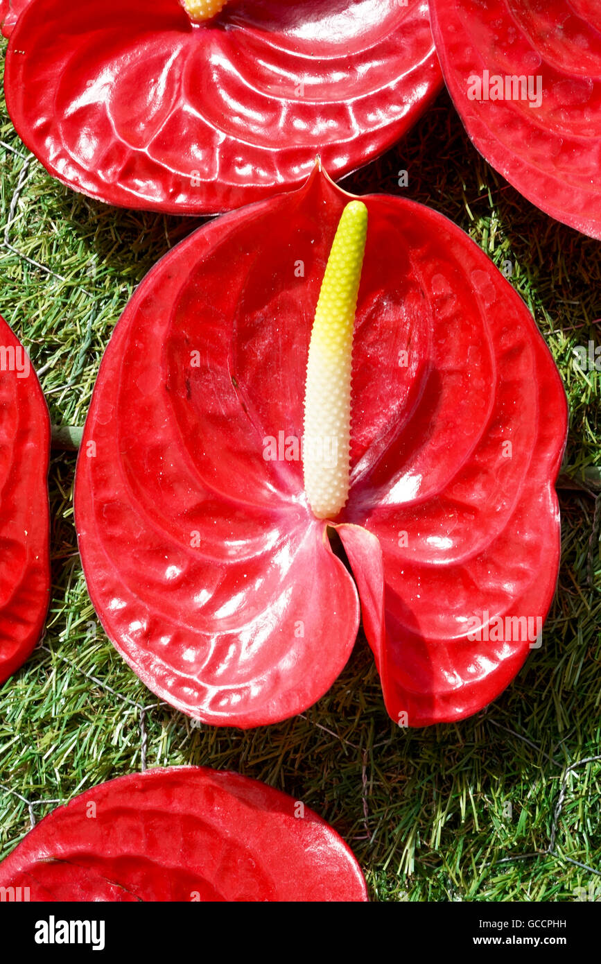 Laceleaf plant hi-res stock photography and images - Alamy