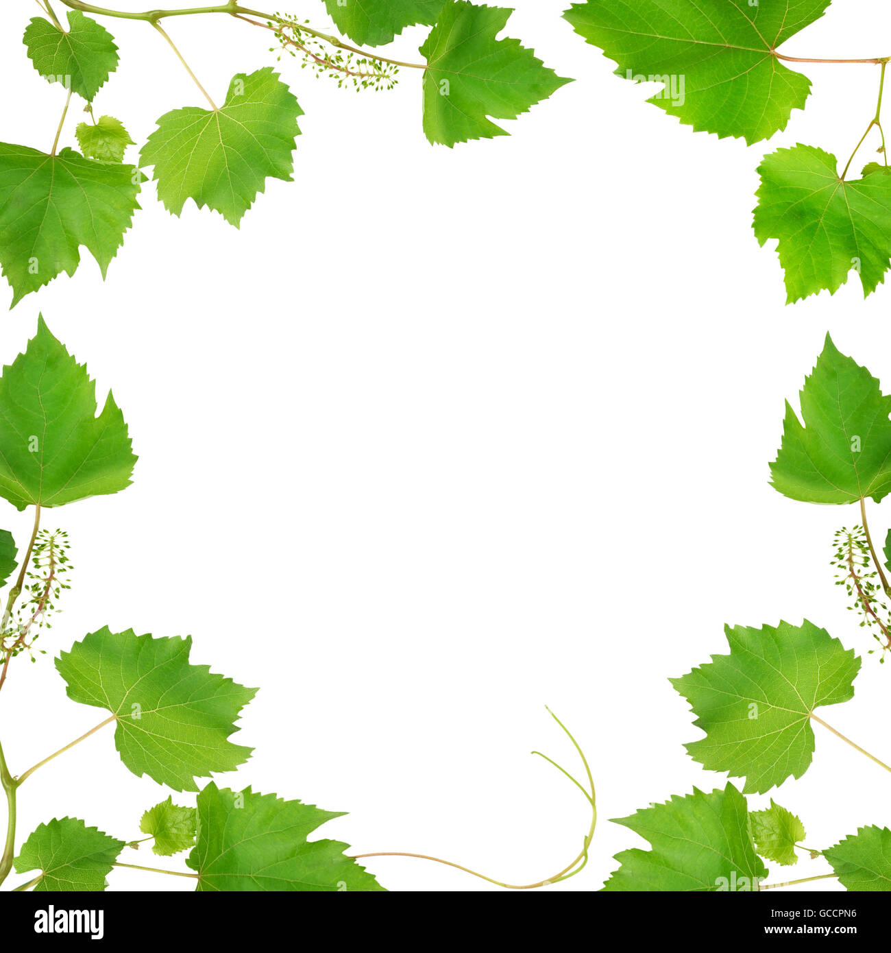 frame made of vine leaves isolated on white background Stock Photo - Alamy