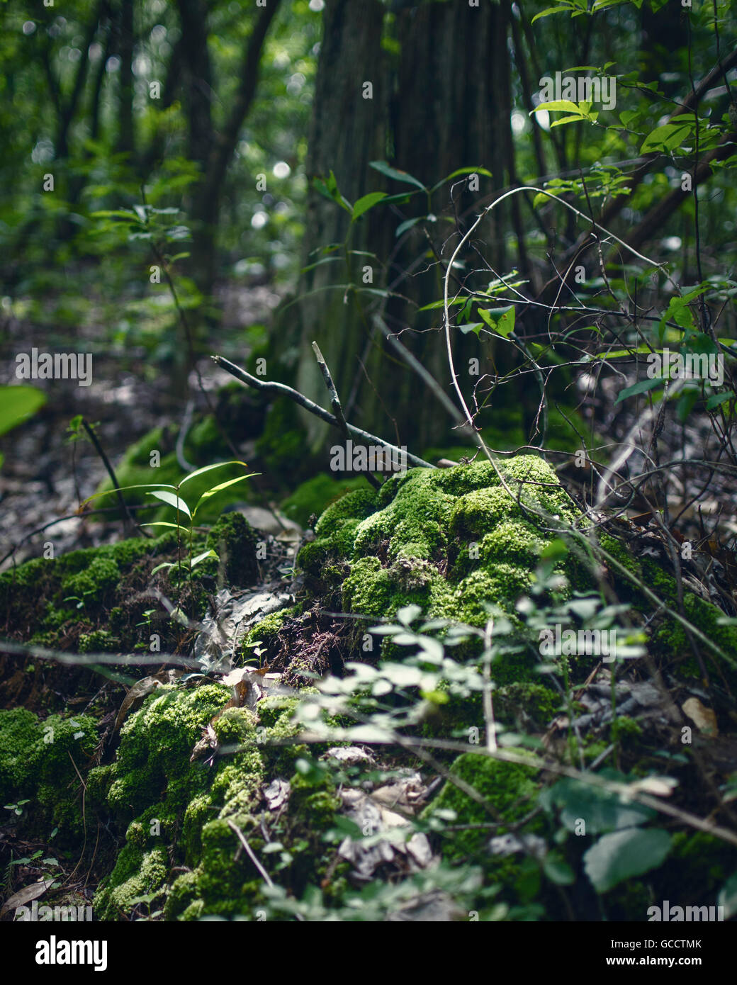 moss in the forest Stock Photo - Alamy