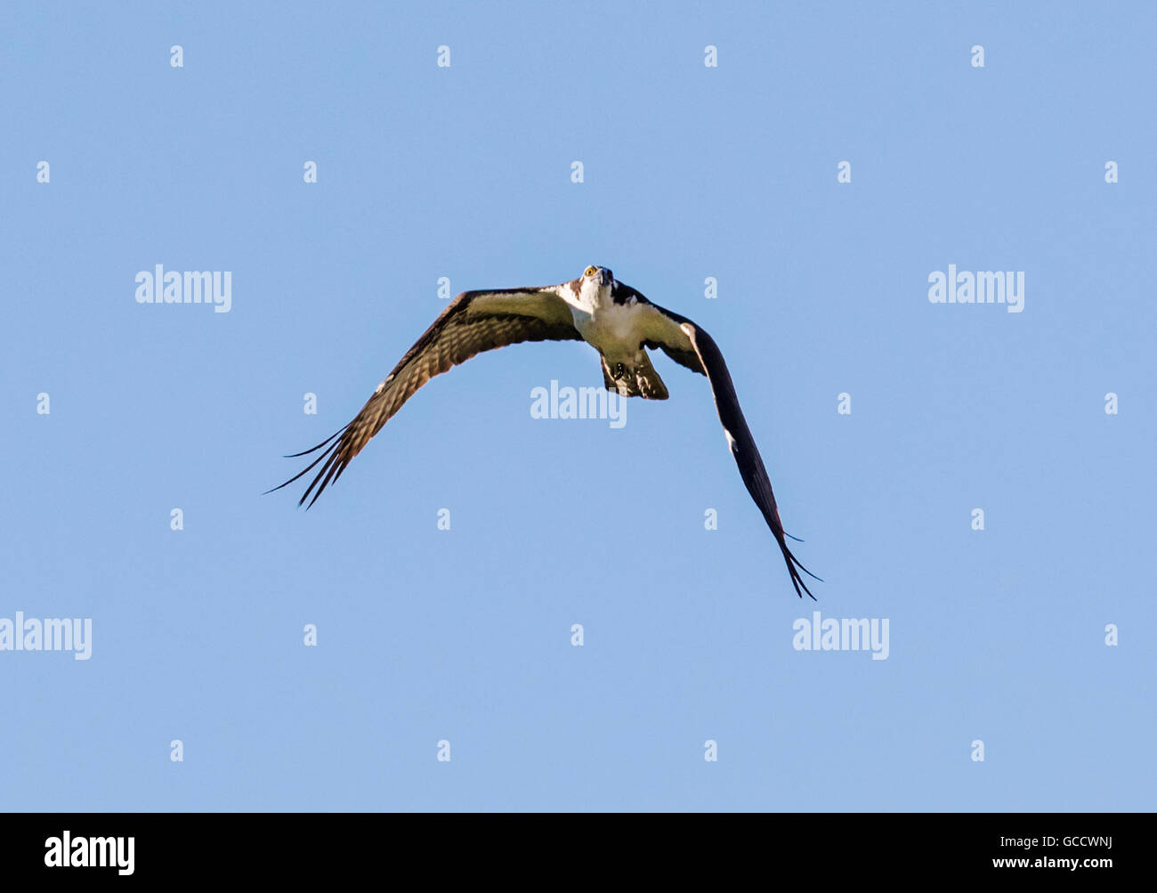 Osprey in flight, carrying sticks to nest, Pandion haliaetus, sea hawk ...