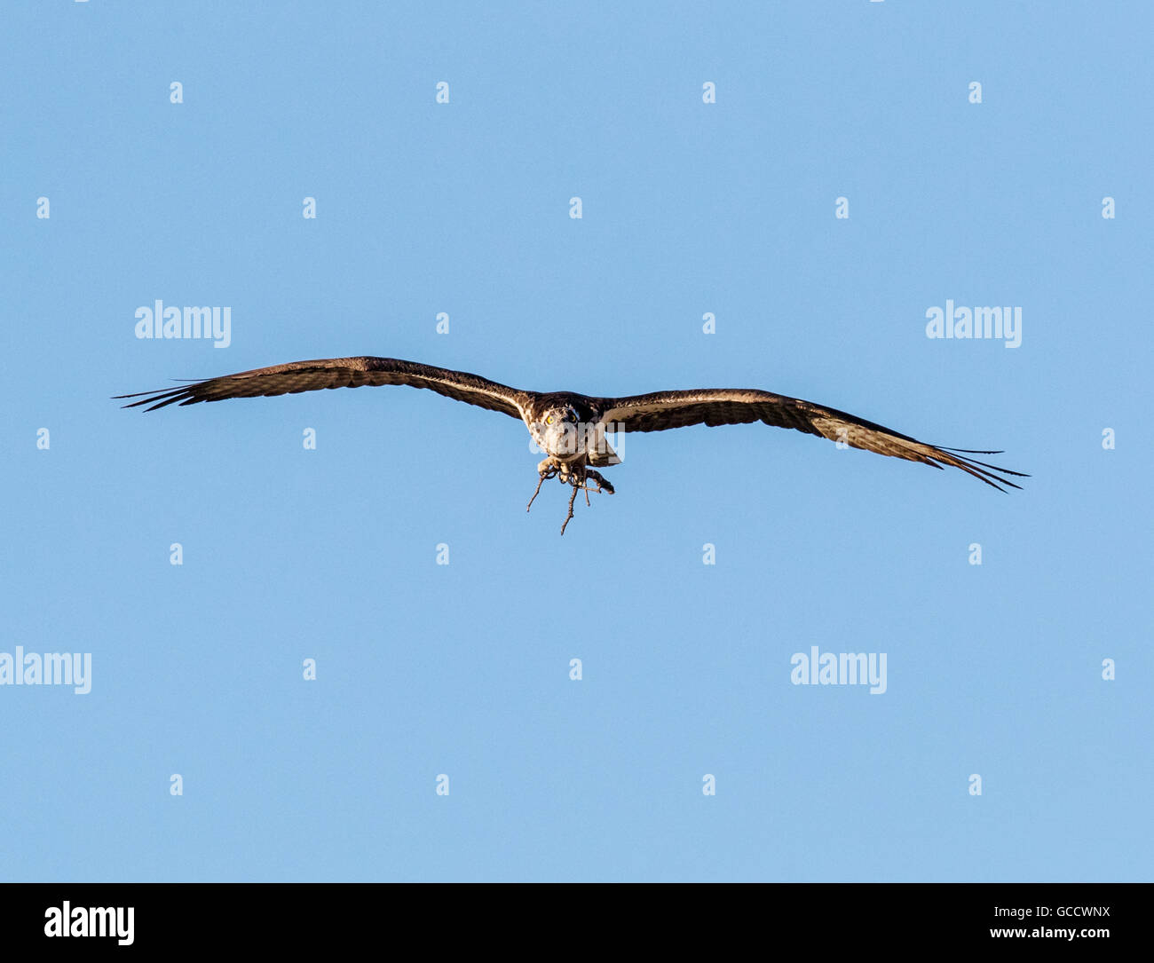 Osprey in flight, carrying sticks to nest, Pandion haliaetus, sea hawk ...