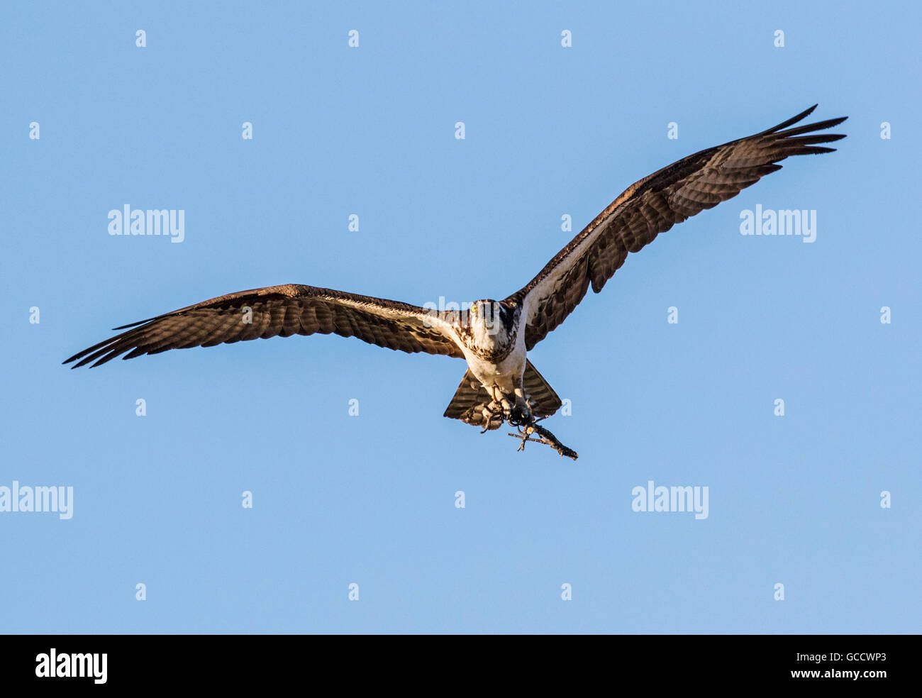 Osprey in flight, carrying sticks to nest, Pandion haliaetus, sea hawk ...