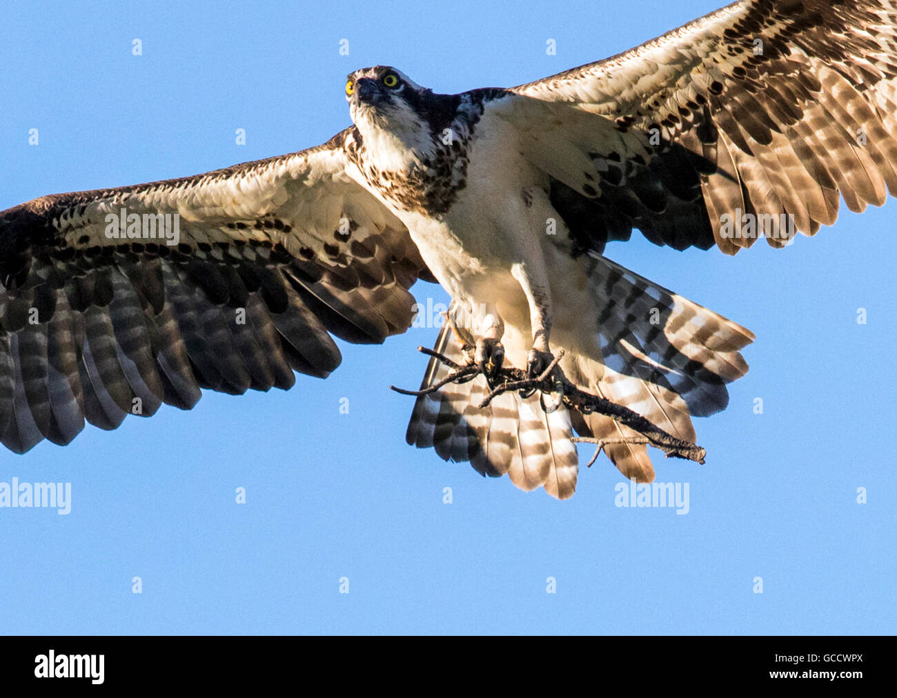 Osprey in flight, carrying sticks to nest, Pandion haliaetus, sea hawk ...