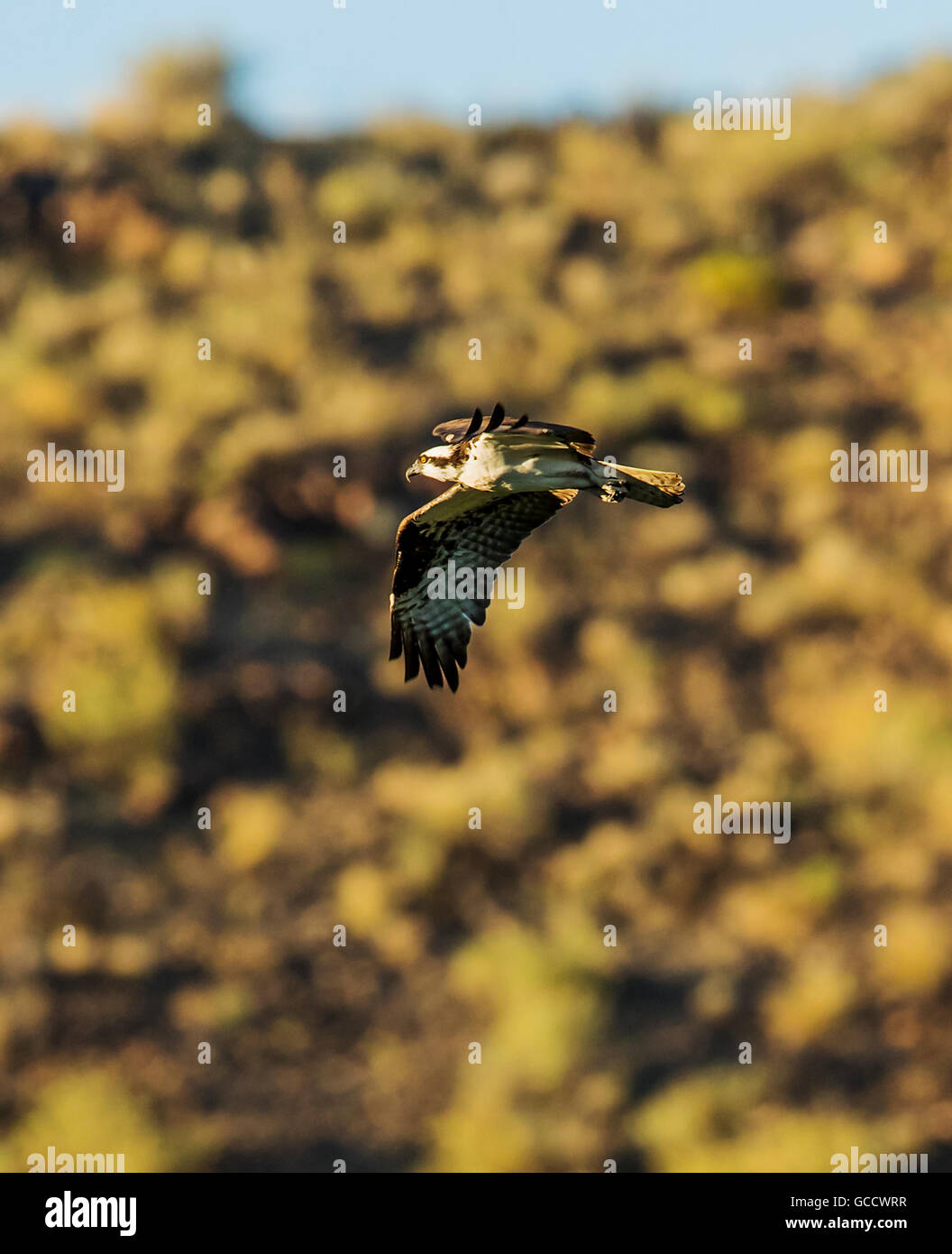 Osprey in flight, Pandion haliaetus, sea hawk, fish eagle, river hawk ...