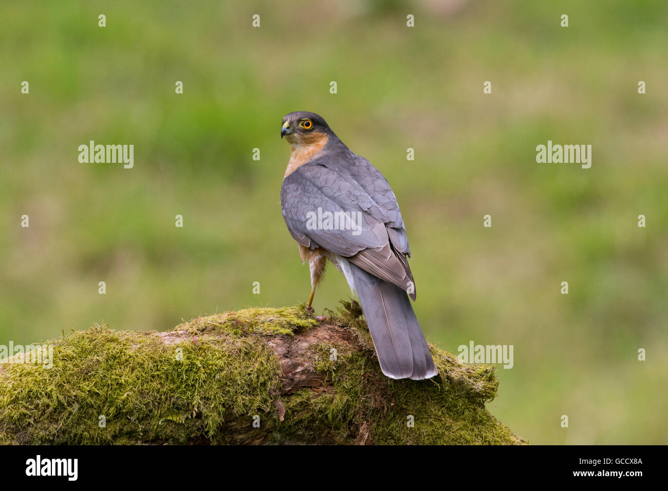 Eurasian sparrow hawk hi-res stock photography and images - Alamy