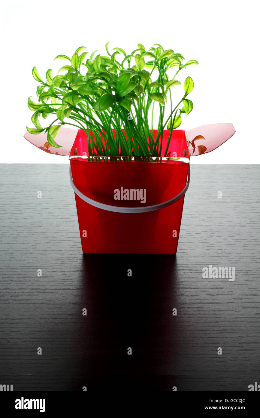 Pail plants hi-res stock photography and images - Alamy