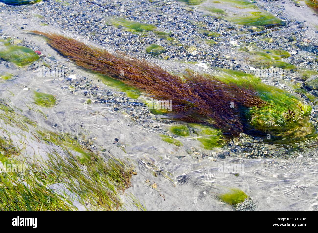 Seaweed flowing underwater on a beach Stock Photo - Alamy