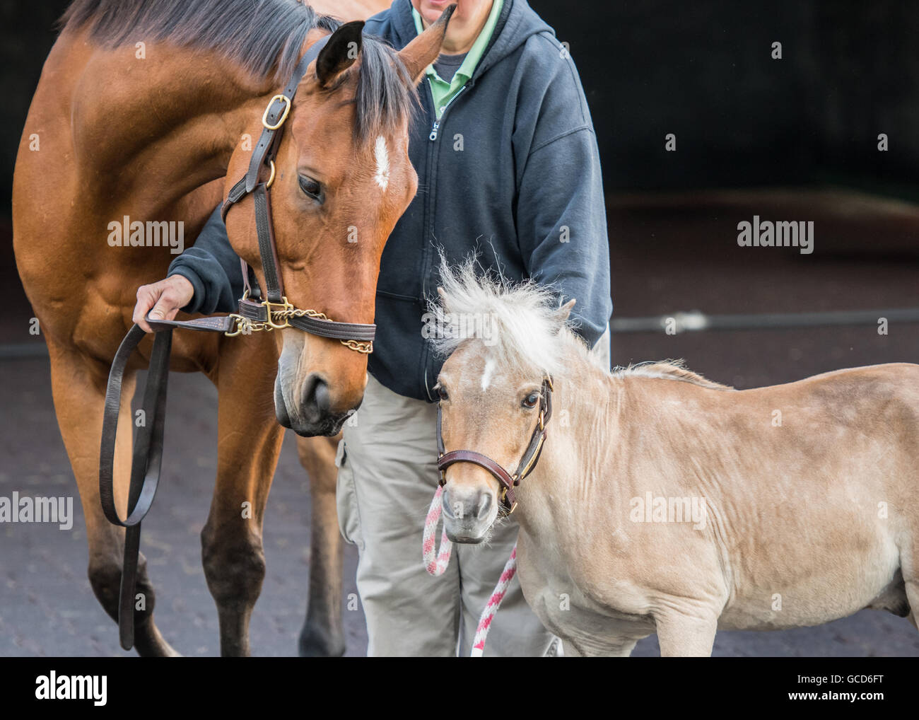 Horse and pony together hi-res stock photography and images - Alamy