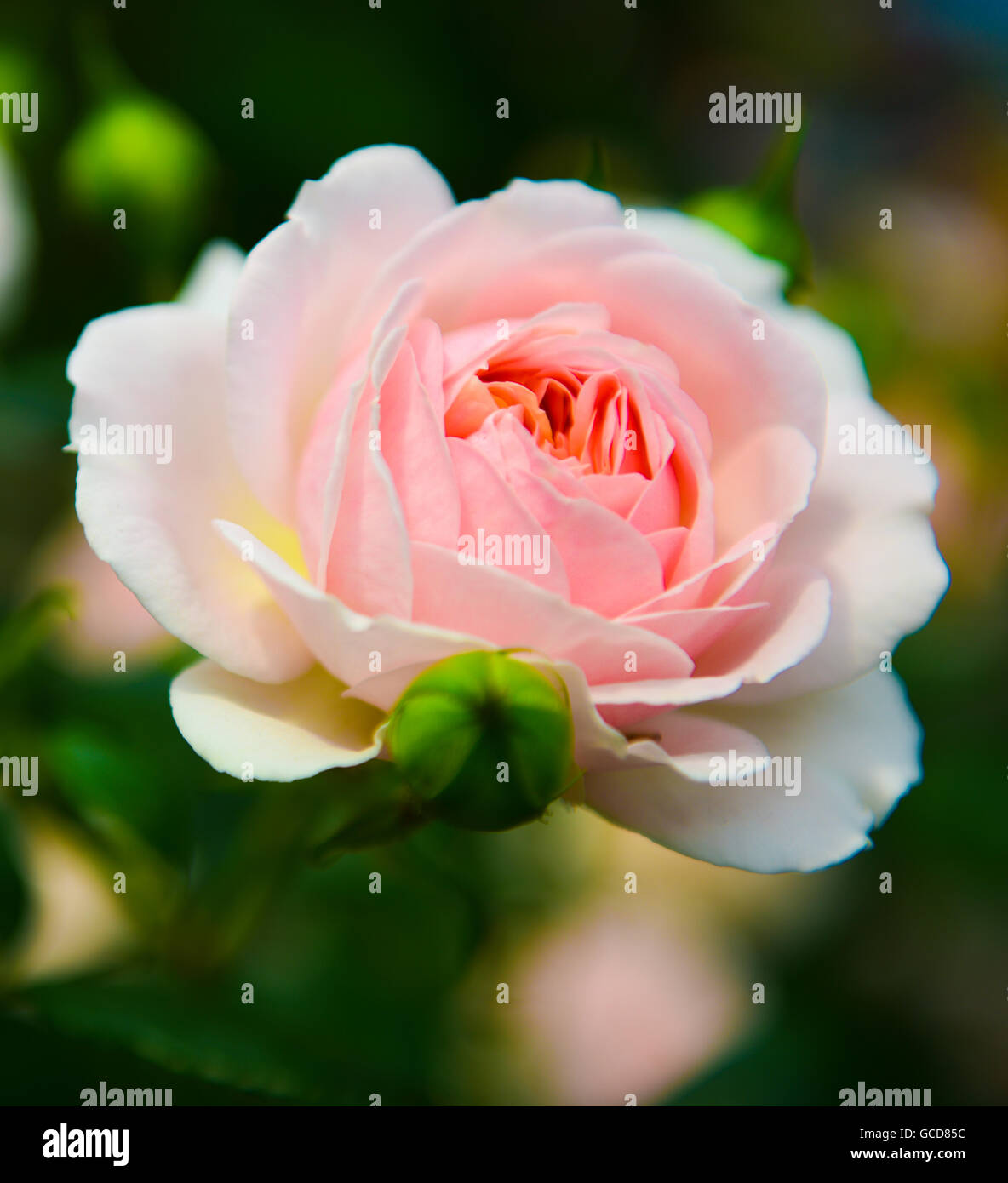 A rose in full bloom Stock Photo - Alamy