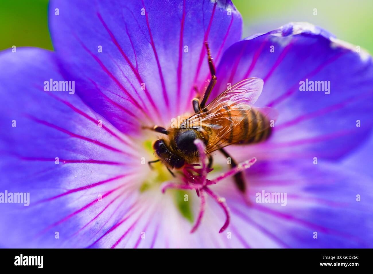 Bee collecting pollen Stock Photo - Alamy