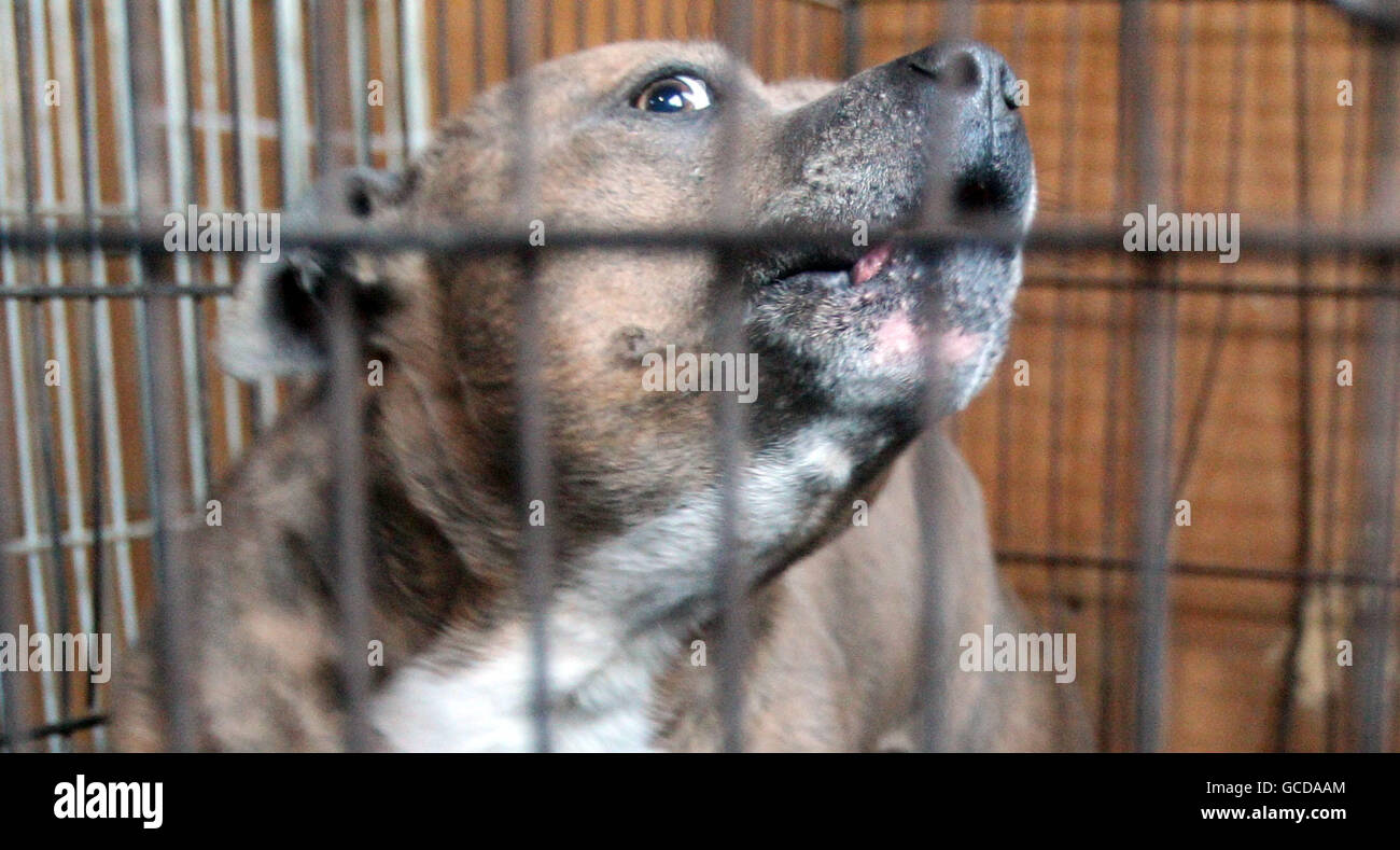 Dog animal suspect raid breed seize seized dangerous danger england hi ...