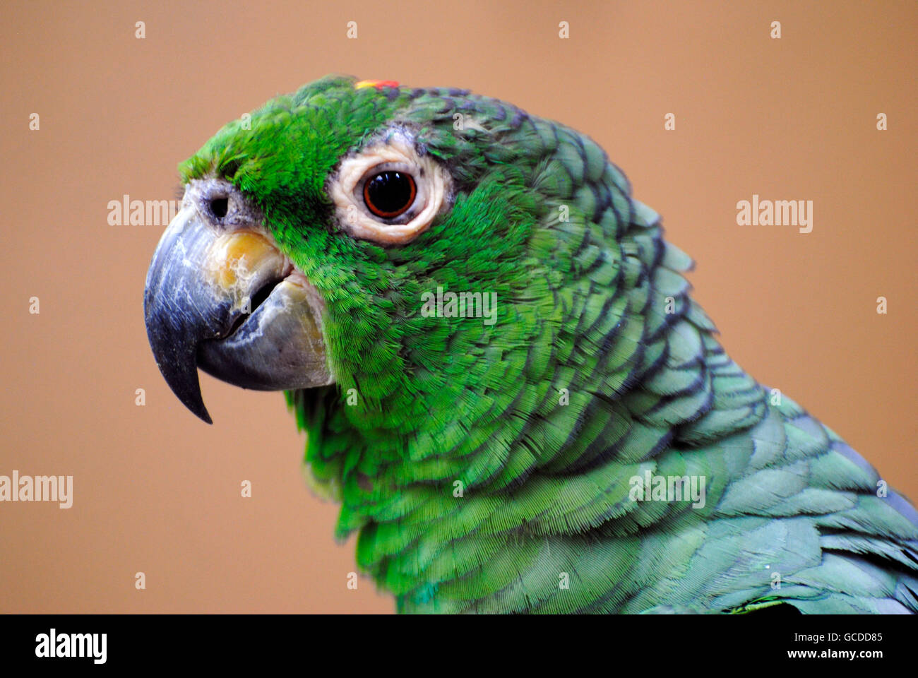 Blue fronted hi-res stock photography and images - Alamy