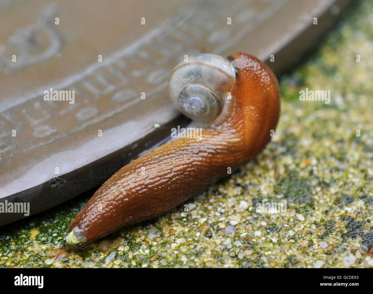 Sundial shell hi-res stock photography and images - Alamy
