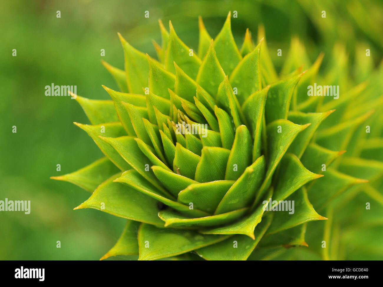 Araucaria araucana trees in hi-res stock photography and images - Alamy
