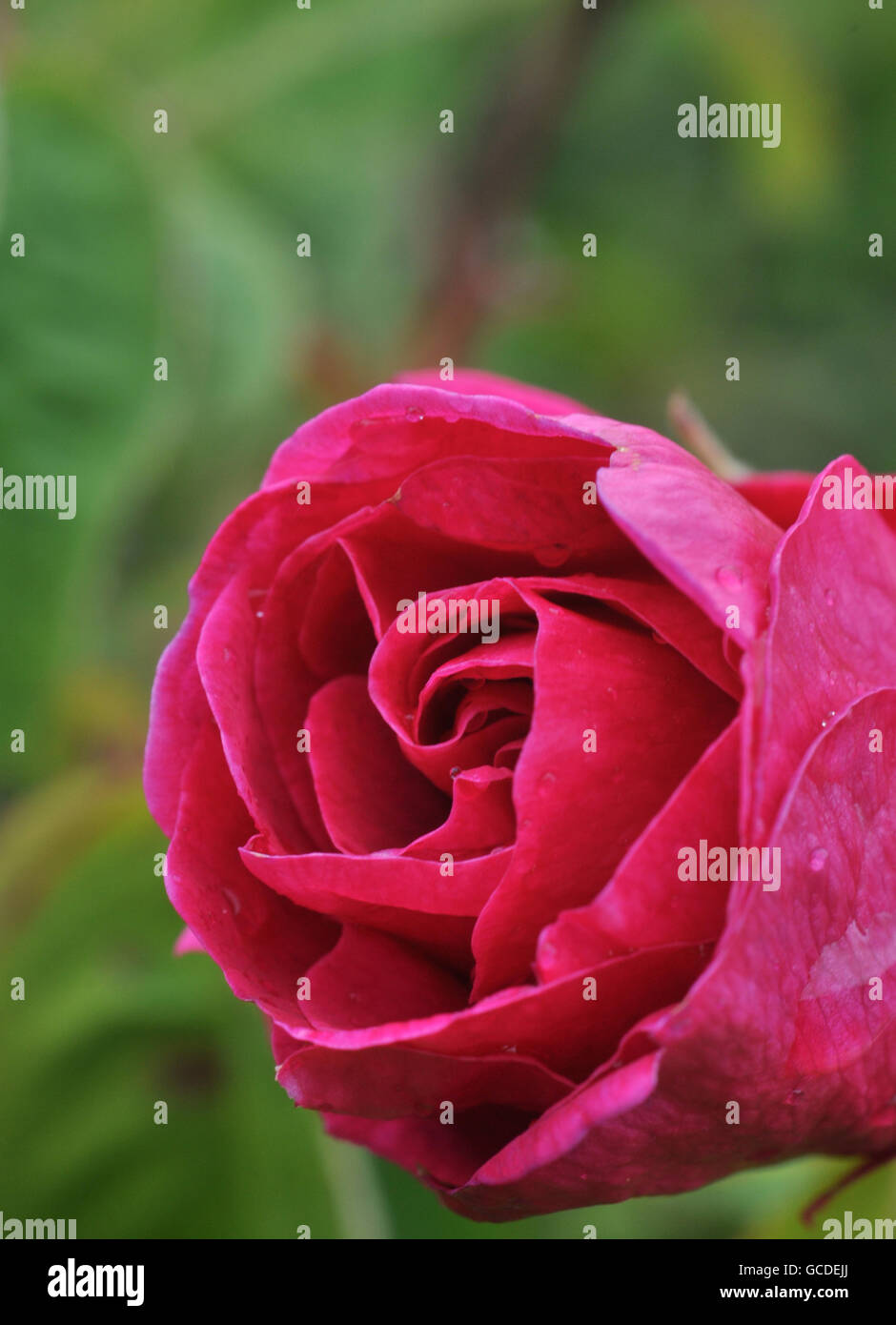 Dark pink rose hi-res stock photography and images - Alamy