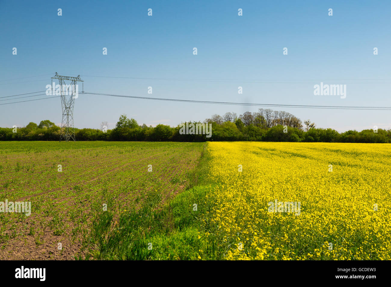 Scenery in the area around Bramki, a village in the administrative ...