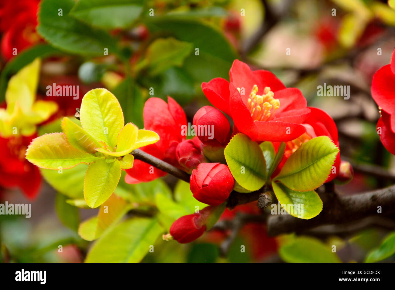Red flowers of a tree, with green leaves Stock Photo - Alamy