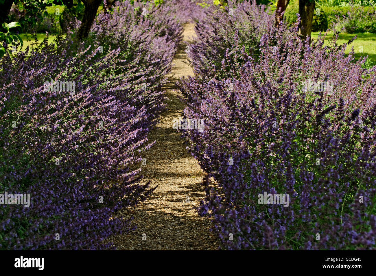 Lavender path hi-res stock photography and images - Alamy