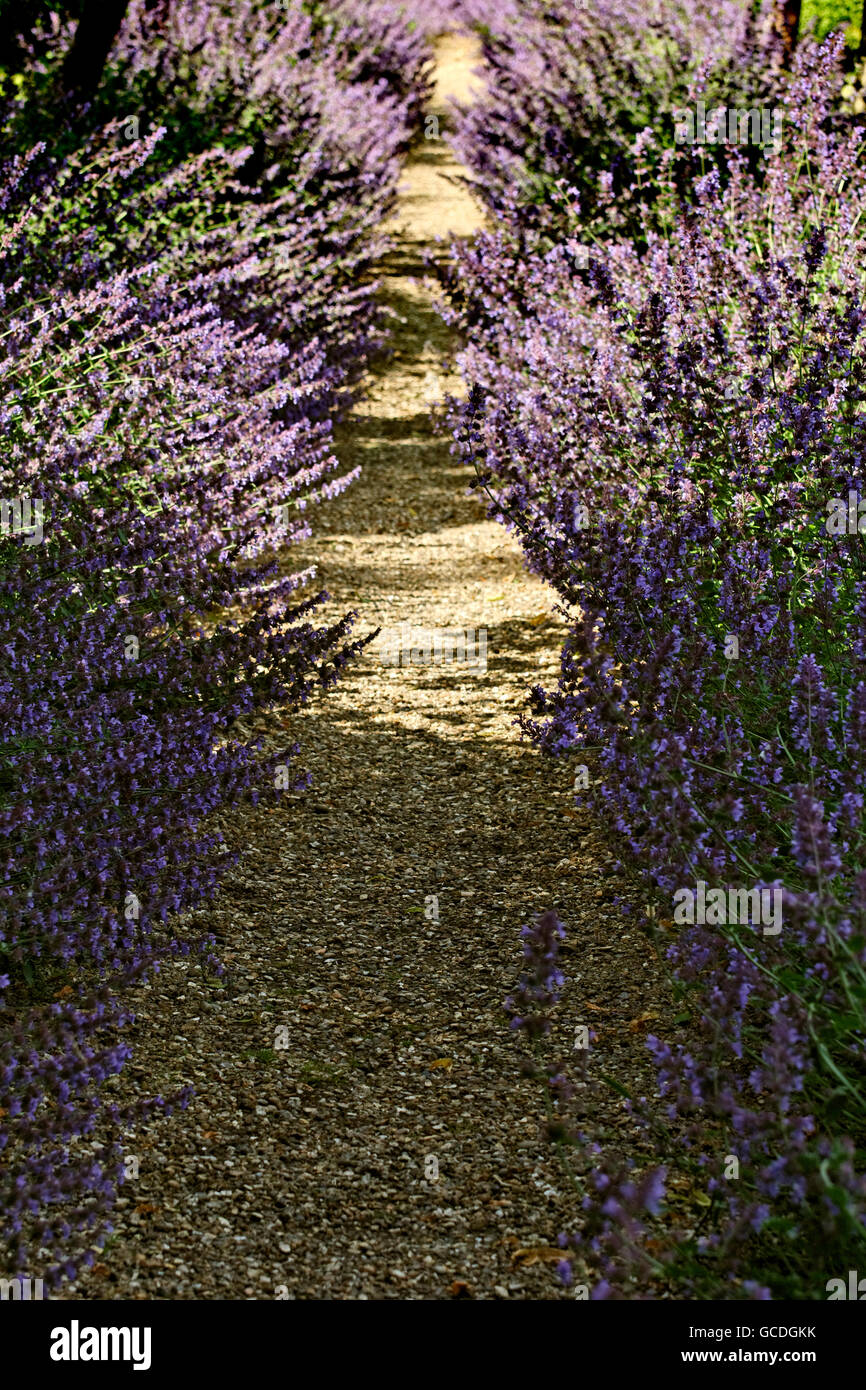 Catherine lavender hi-res stock photography and images - Alamy