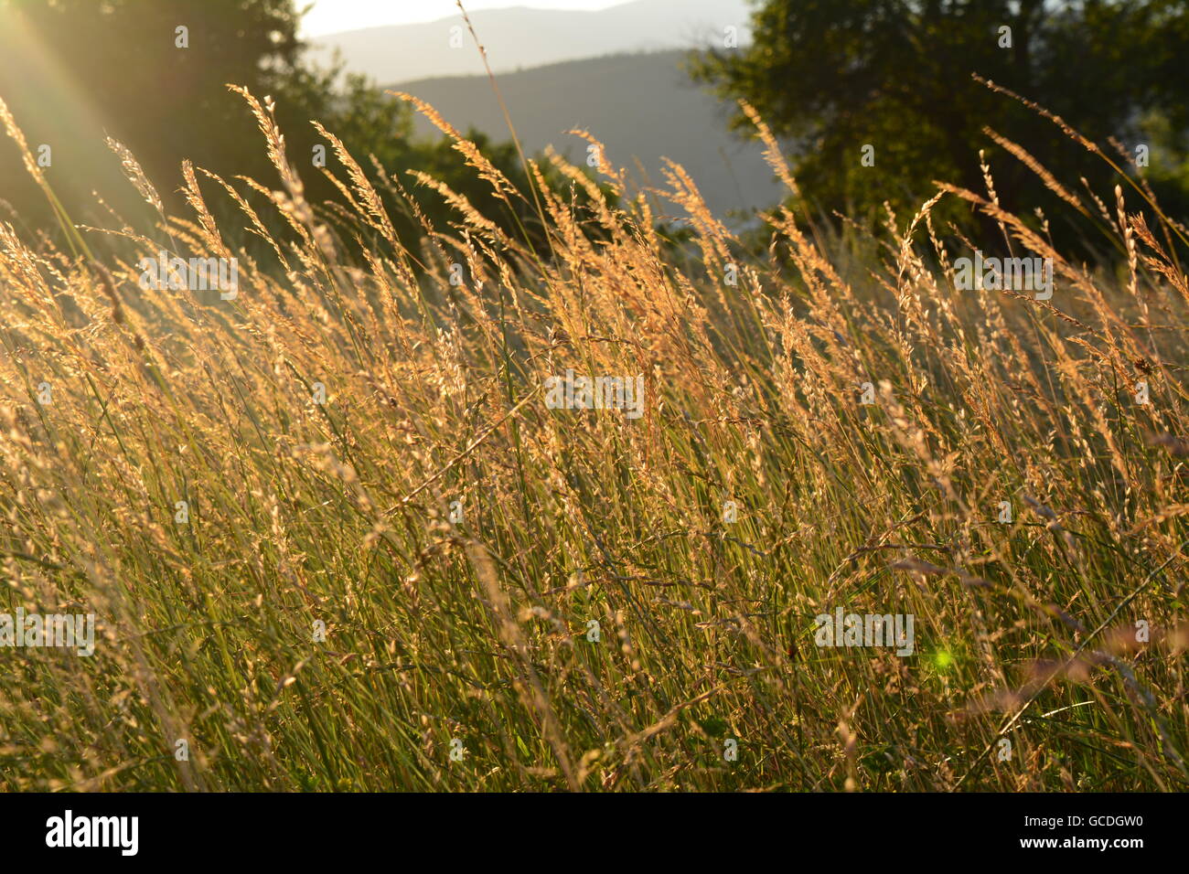 Agriculture in eastern europe Stock Photo - Alamy