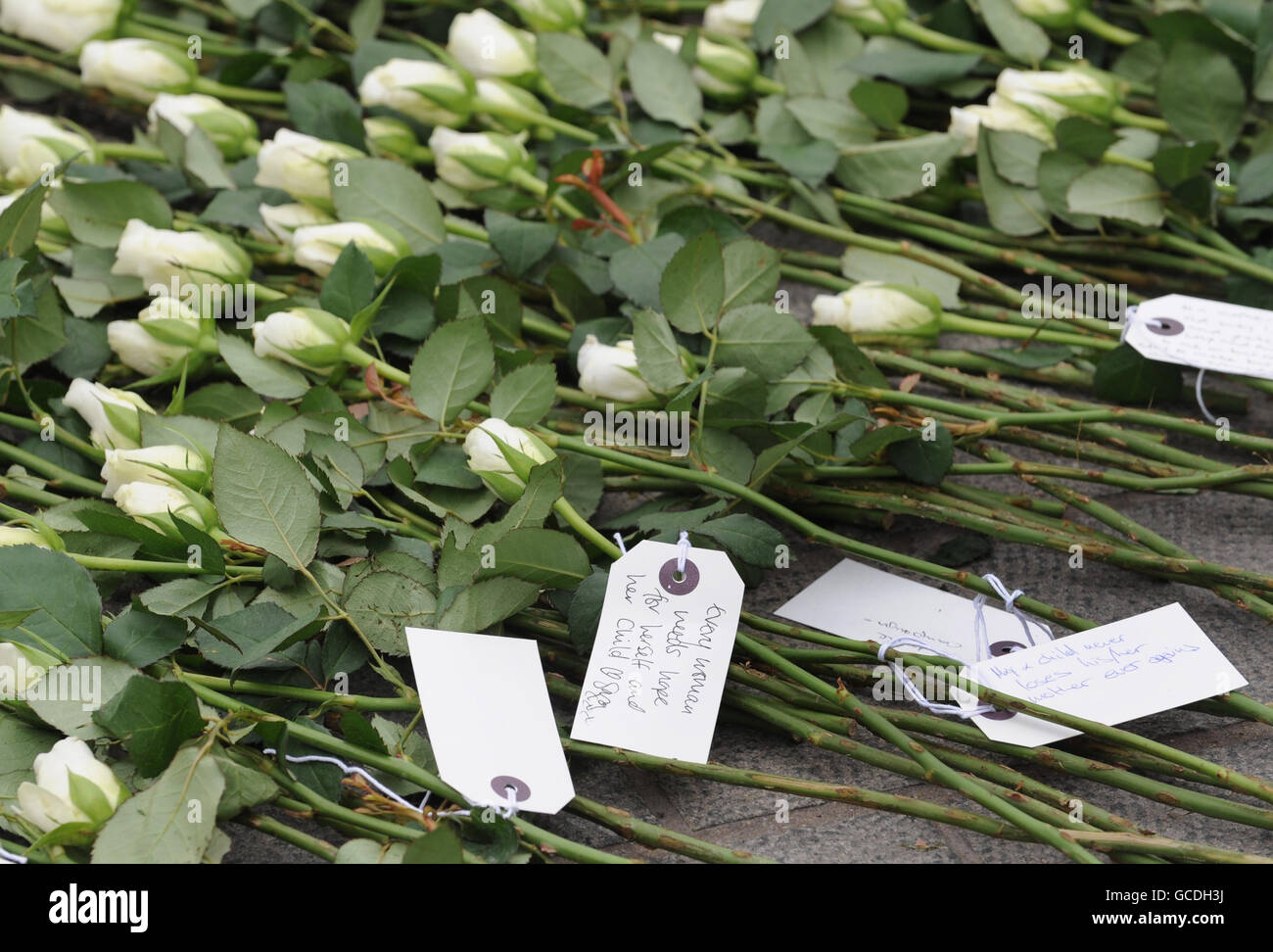 The scene outside Parliament in London as 3,000 white roses were laid ...