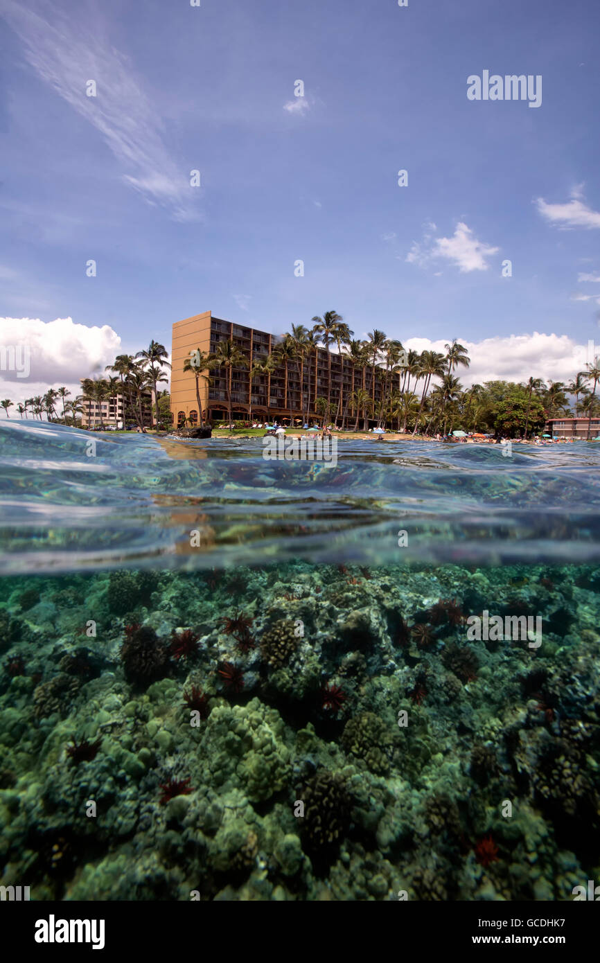 Coral under water with a view of hotels and palm trees along the coast ...
