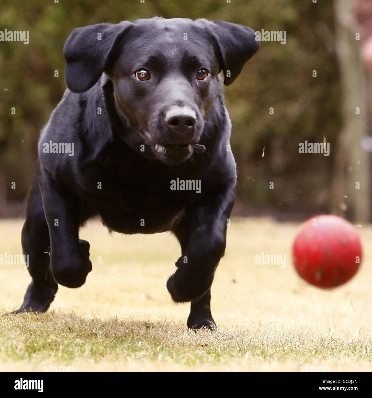 Dog eats football. Bracken the labrador, who needed surgery after ...