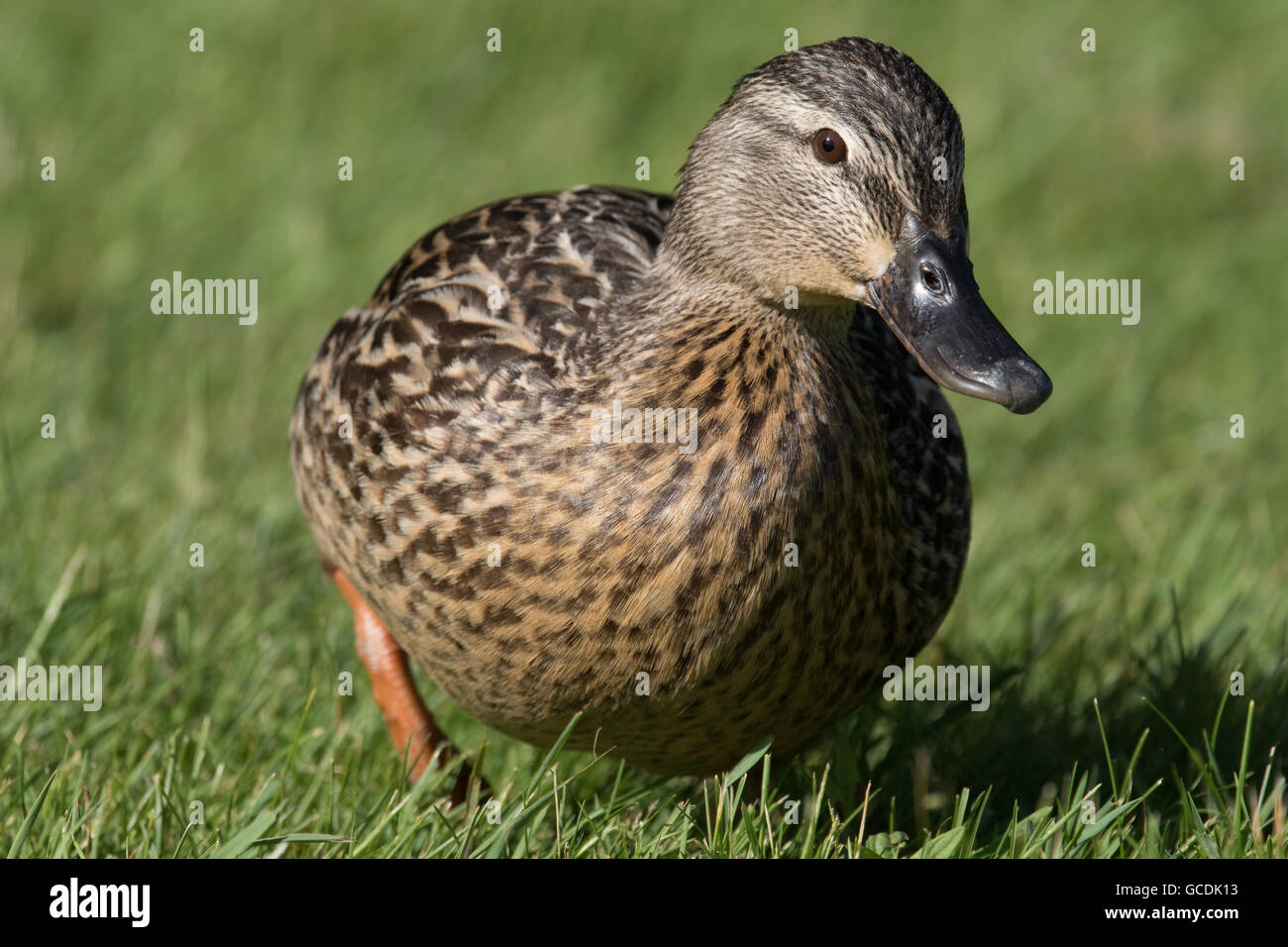 Mallard duck female Stock Photo - Alamy