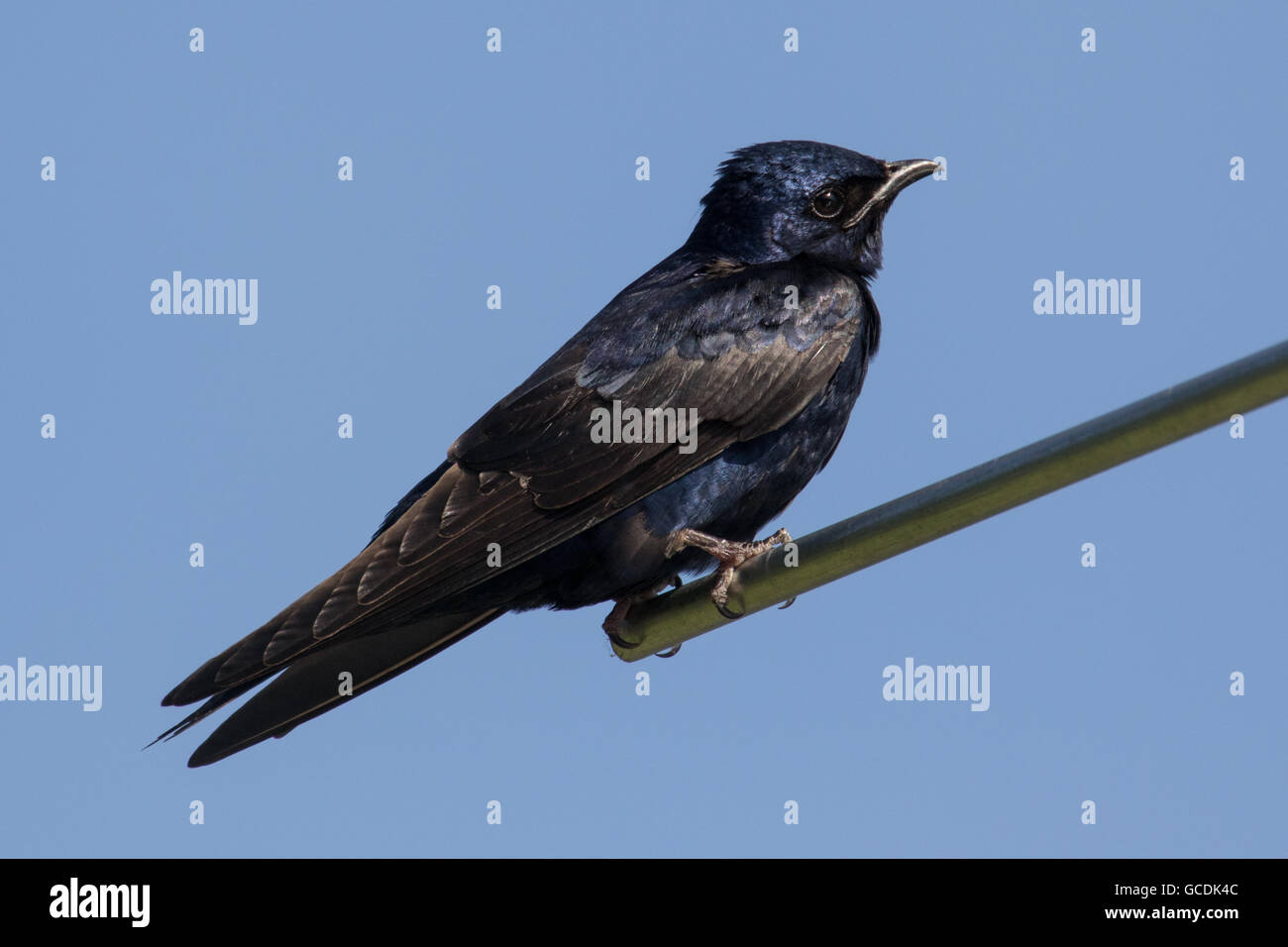 Purple Martin Bird High Resolution Stock Photography and Images - Alamy