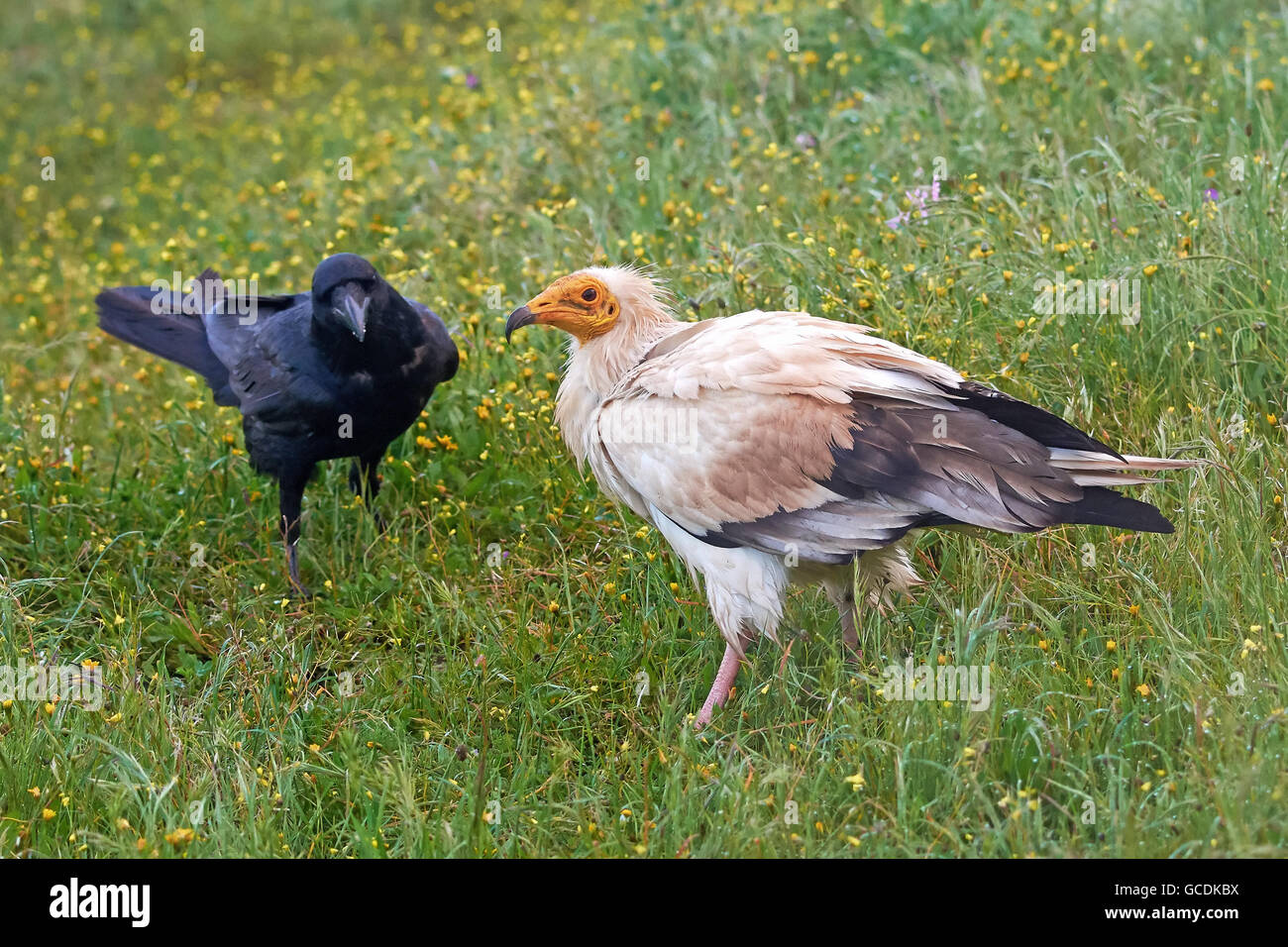 Egyptian vulture standing next to a common raven in vegetation Stock ...