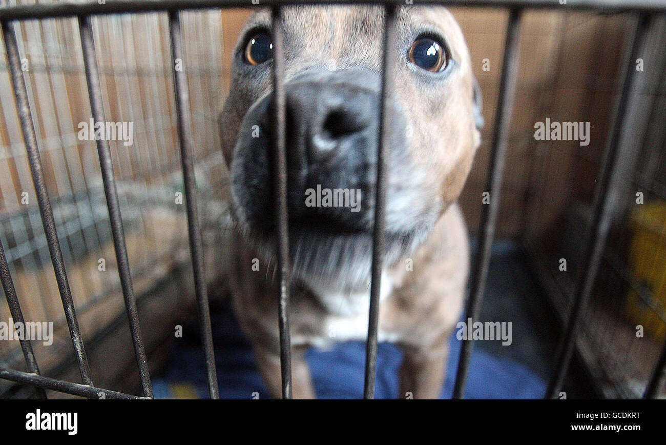 Suspecting it was a pit bull breeding house in catford hi-res stock ...