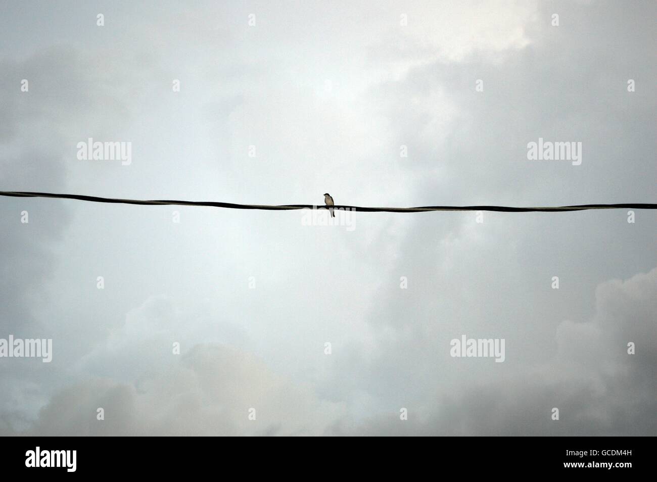 Bird on a wire Stock Photo - Alamy