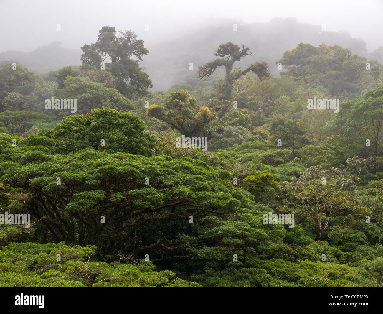 Monteverde cloud forest reserve hi-res stock photography and images - Alamy