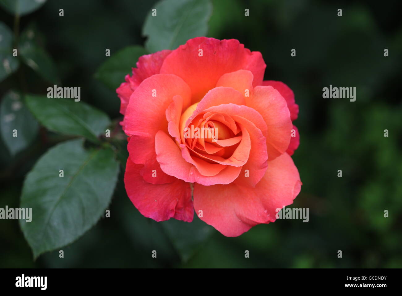 Eden rose rose hi-res stock photography and images - Alamy