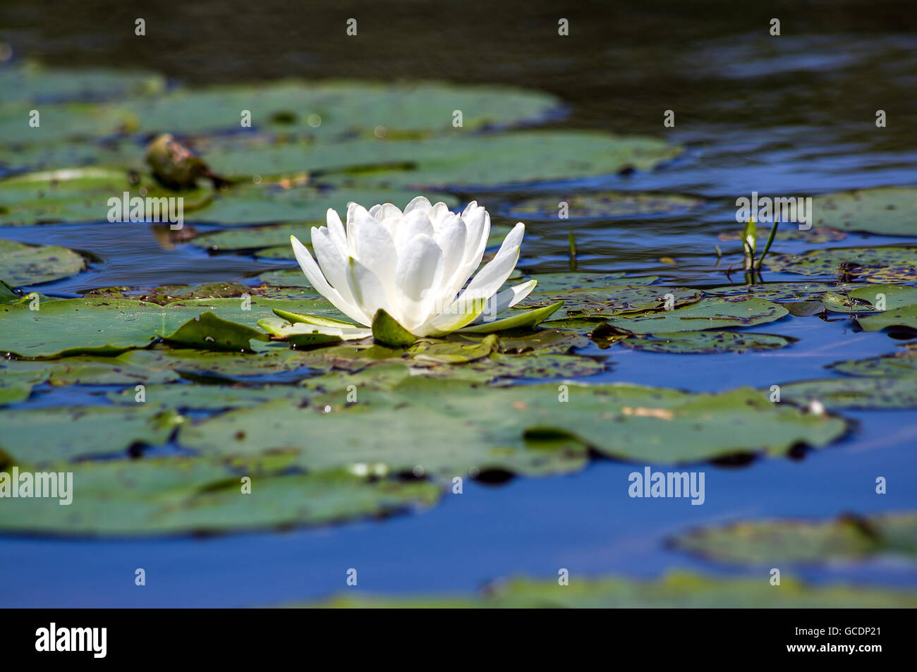 single white water lily Stock Photo - Alamy