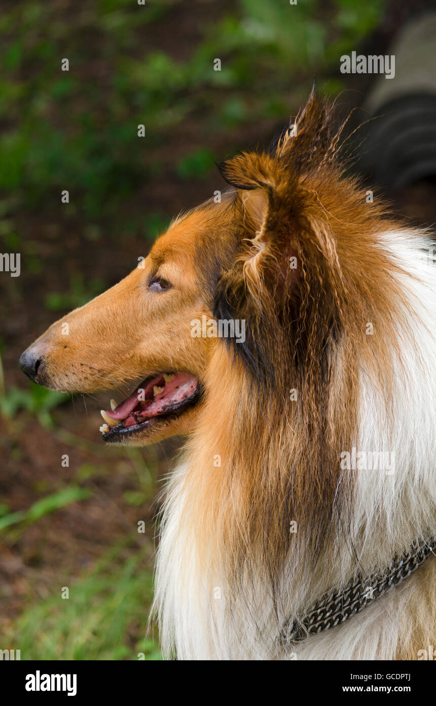 Scottish sheepdog breed hi-res stock photography and images - Alamy
